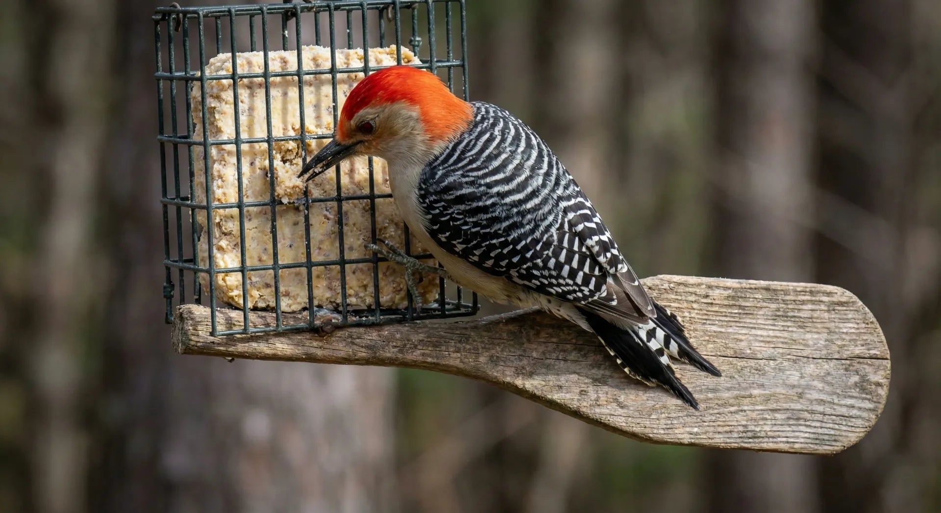 Attracting Woodpeckers: The Ultimate Guide to Food & Water – Water ...