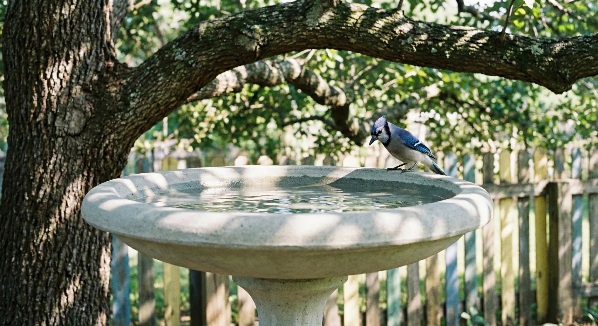 More Birds, Less Algae: Where to Place Your Concrete Bird Bath – Water ...