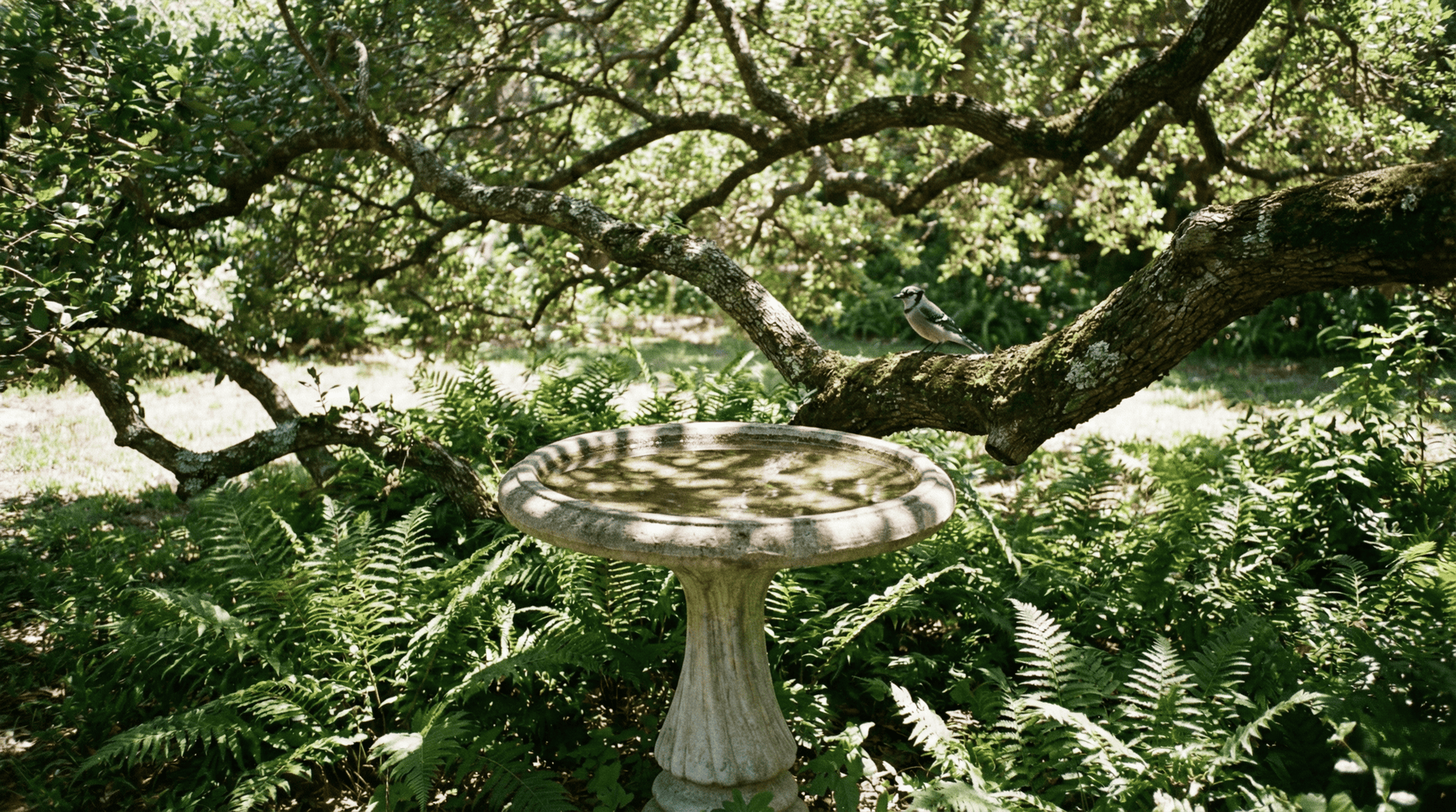 Sun vs. Shade: Where is the Best Place for a Bird Bath? – Water ...
