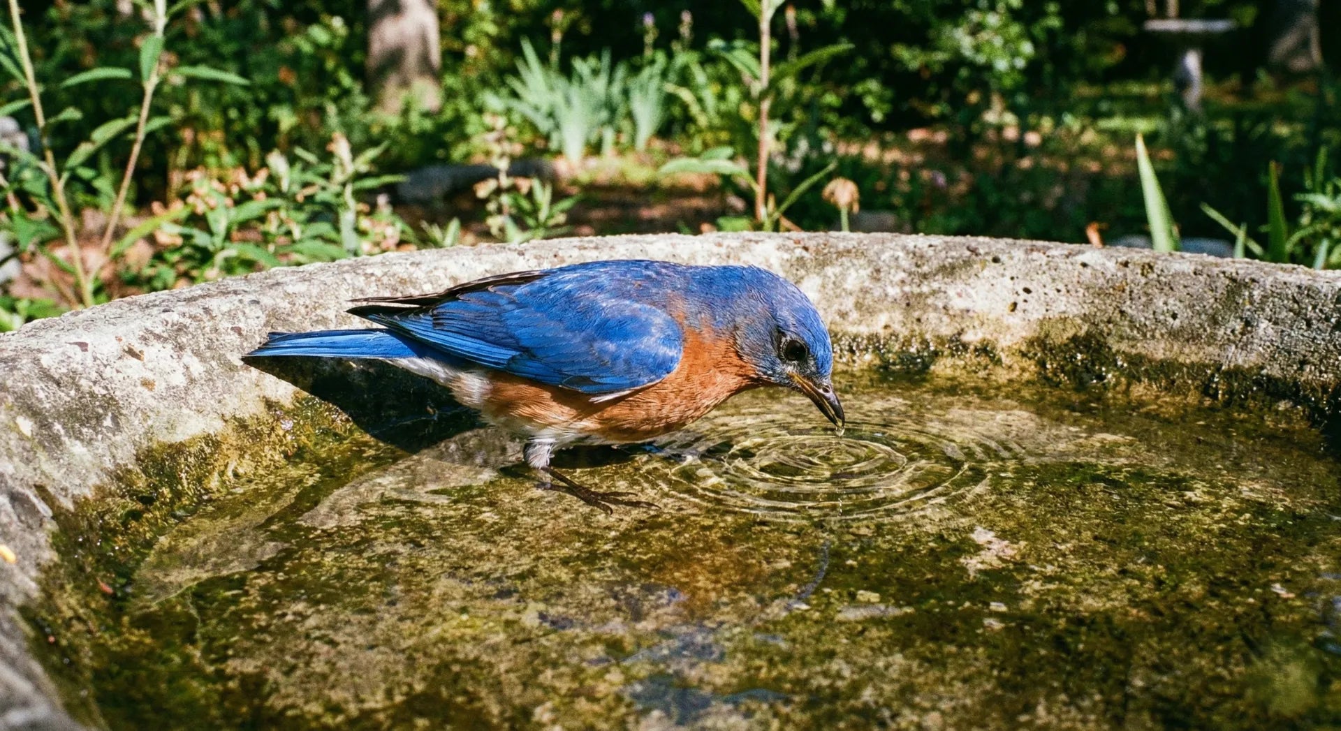 Attracting Bluebirds: Safe, Shallow Bird Bath Tips – Water Fountain online