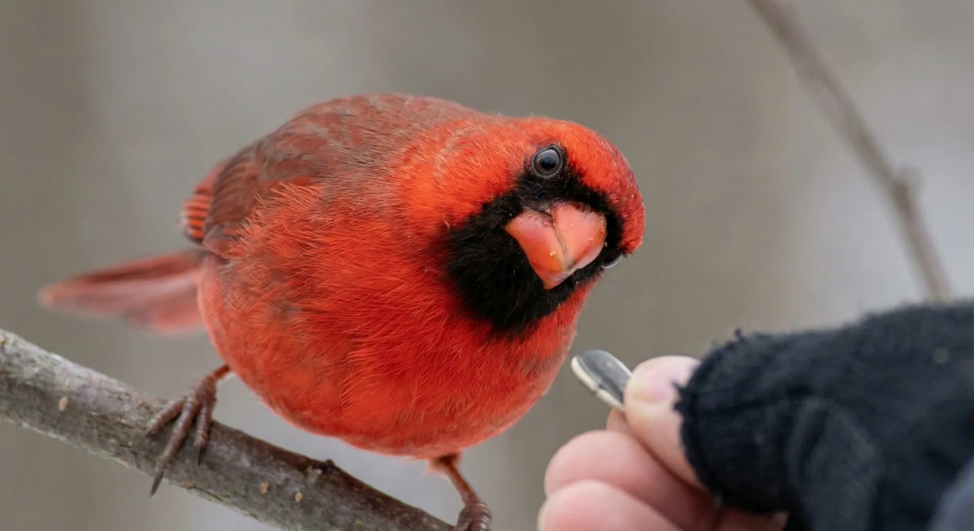 Do Cardinals Recognize Humans? (And Why They Won't Use Your Birdhouse ...