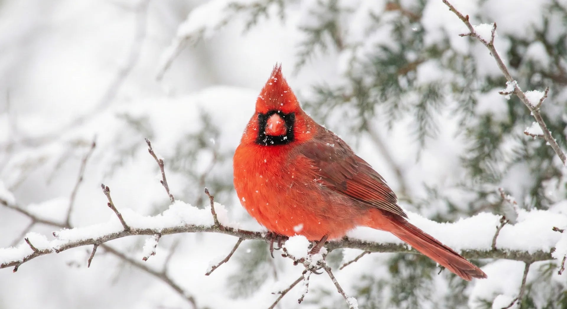 What Does It Mean When a Cardinal Visits You? (Symbolism & Meaning ...